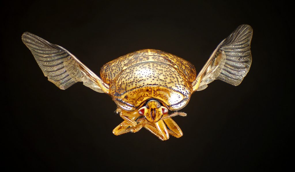 New gallery exhibit highlights Florida Museum’s insect conservation ...