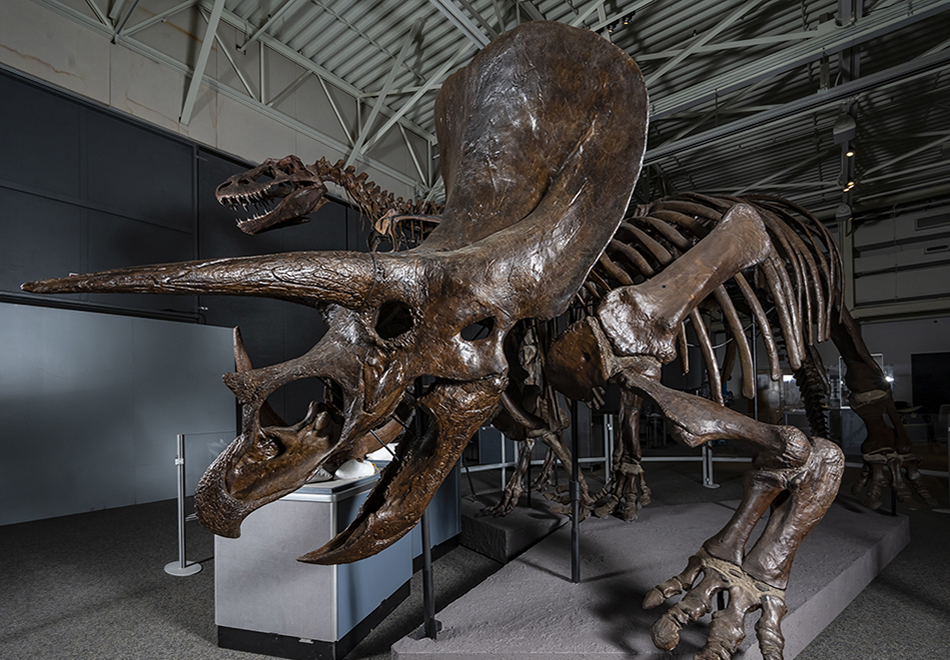 Dig into the past in the Florida Museum’s new ‘Fantastic Fossils ...