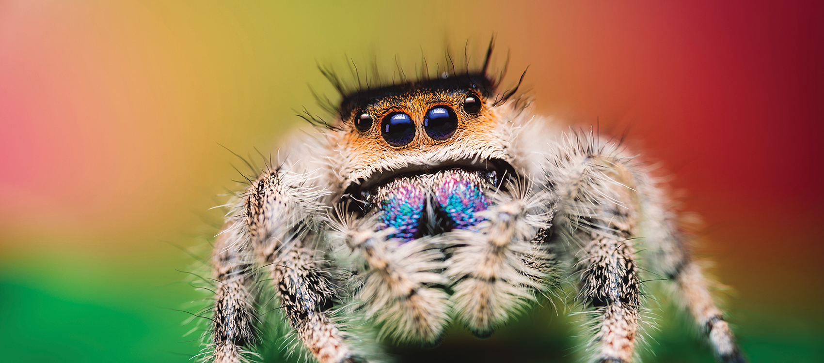 Spiders Alive! – Pressroom