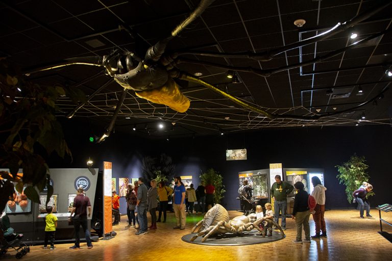 Live spiders create a web of excitement at the Florida Museum’s new ...