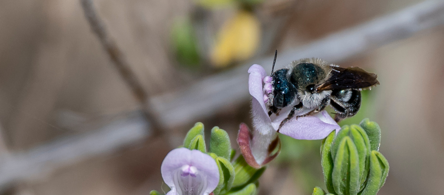 Science Up Close: Incredible Insects – Pressroom