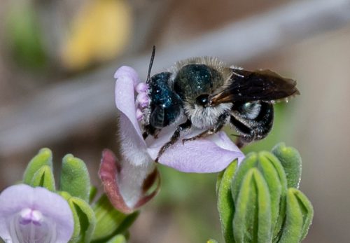 Science Up Close: Incredible Insects – Pressroom