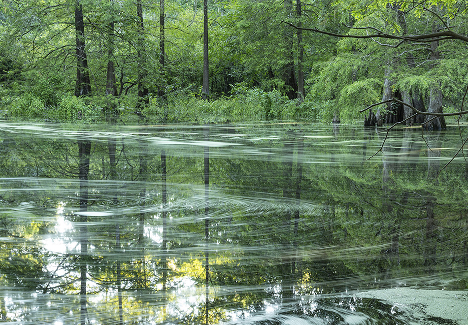 Dive into the beauty of local springs with new Florida Museum gallery ...
