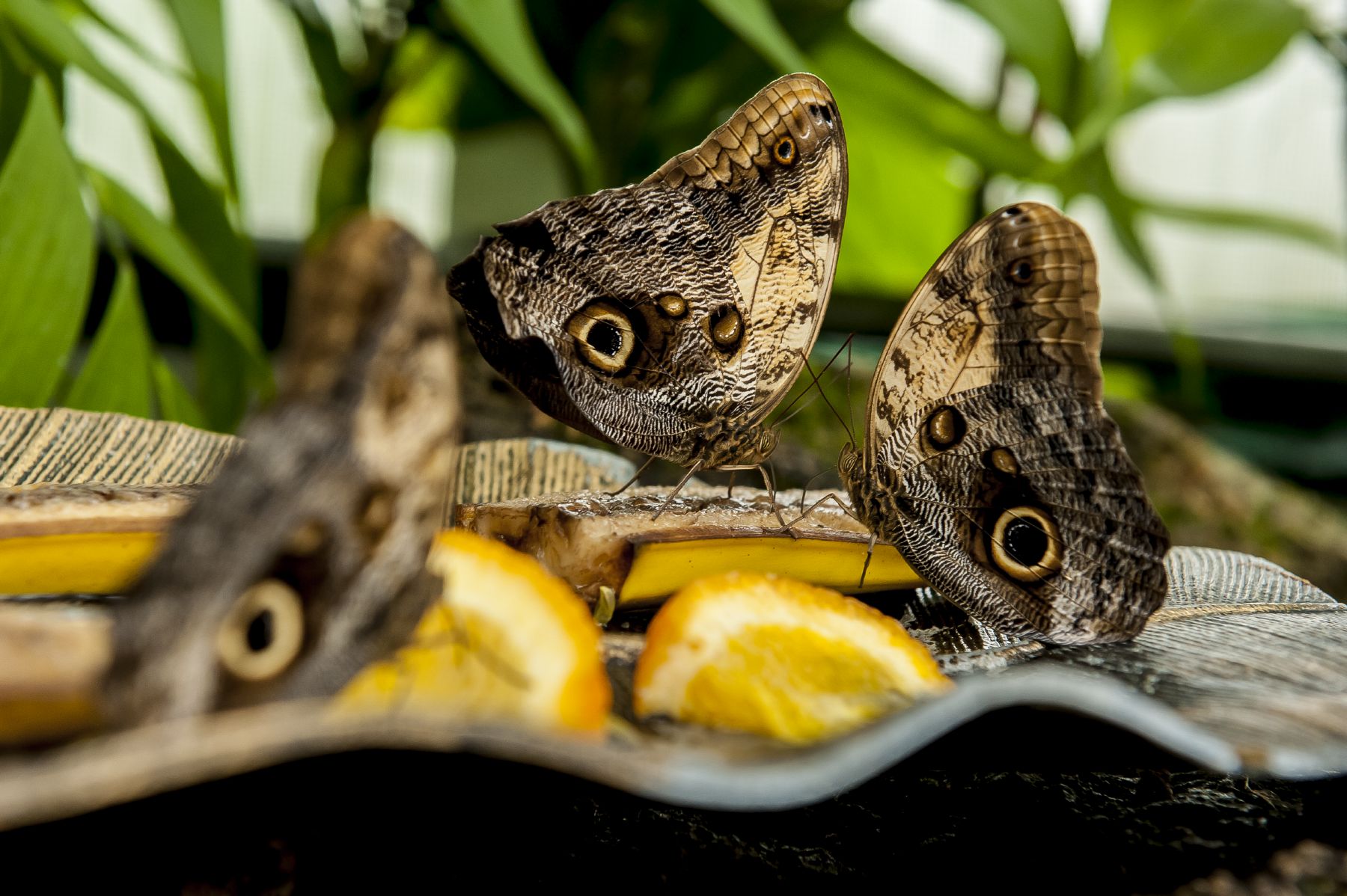 Eighth-grader wins science fairs with butterfly behavior project ...