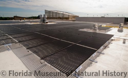 The Florida Museum is Green! – Florida Museum Blog