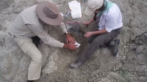 Collecting a fossil from the field – Florida Museum Blog