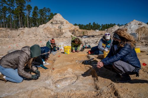 Bringing a fossil dig to the classroom – Florida Museum Blog