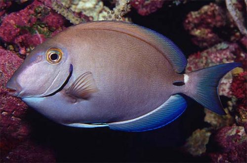 Ocean Surgeon – Discover Fishes