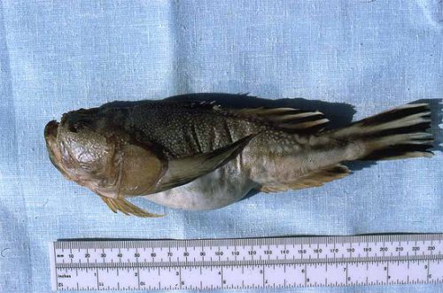 Northern Stargazer – Discover Fishes