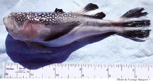 Northern Stargazer – Discover Fishes