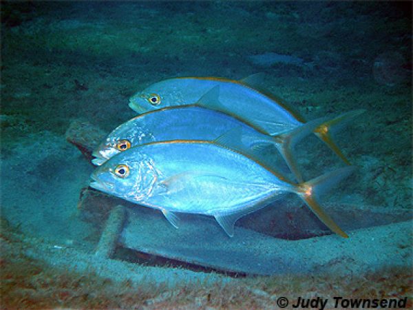 Yellow Jack – Discover Fishes