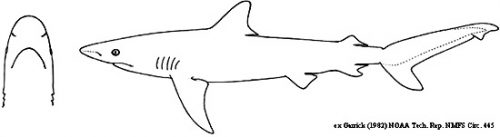 Dusky Shark – Discover Fishes