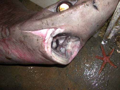 Gulper Shark – Discover Fishes