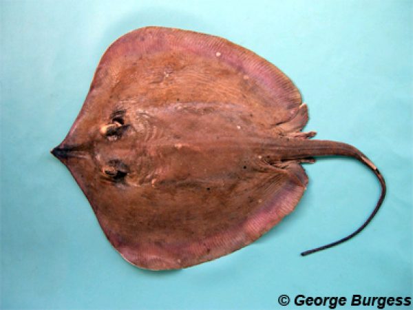 Dasyatis margarita – Discover Fishes