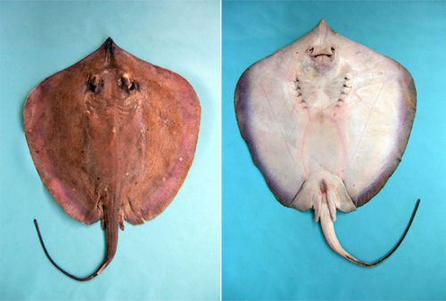 Dasyatis margarita – Discover Fishes