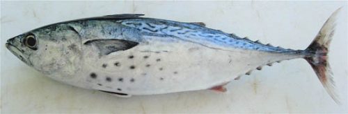 Little Tunny – Discover Fishes