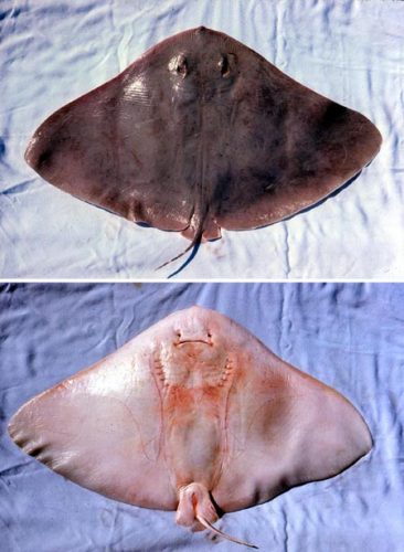 Smooth Butterfly Ray – Discover Fishes