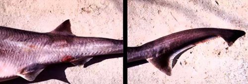 Sharpnose Sevengill Shark – Discover Fishes