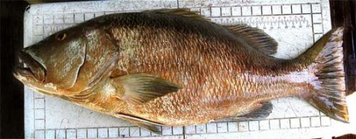 Cubera Snapper – Discover Fishes