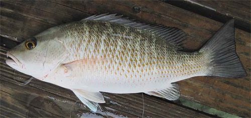 Gray Snapper – Discover Fishes