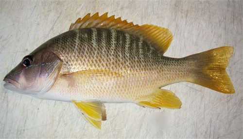 Dog Snapper – Discover Fishes