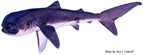 Megamouth Shark – Discover Fishes