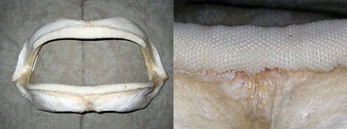 Sawfish Biology – Discover Fishes