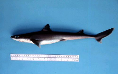 Cuban Dogfish – Discover Fishes