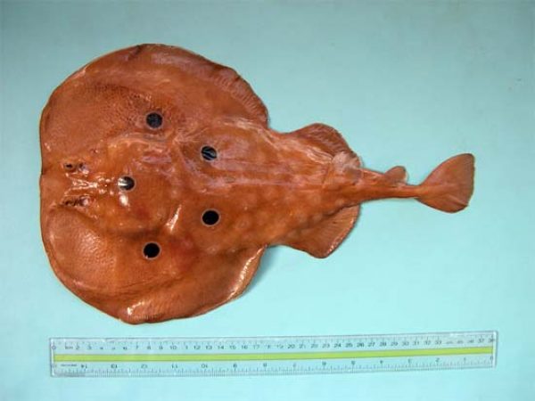 Common Torpedo – Discover Fishes