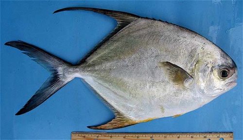 Trachinotus falcatus – Discover Fishes