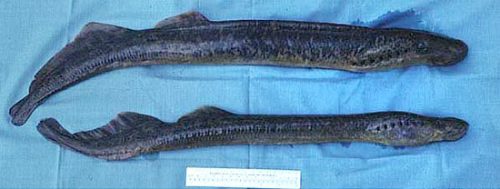 Fish Groups – Discover Fishes