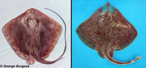 Skate & Ray FAQ – Discover Fishes
