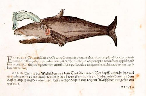 Sawfish Myths – Discover Fishes