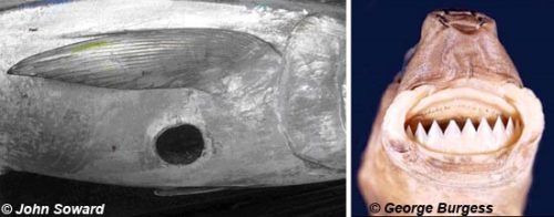 Tooth Types & Patches – Discover Fishes