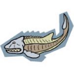 Sawfish Biology – Discover Fishes