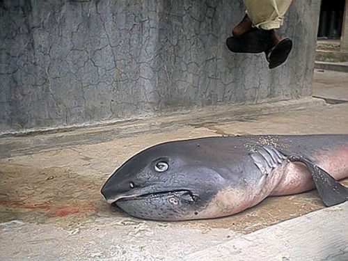 Megamouths – Discover Fishes