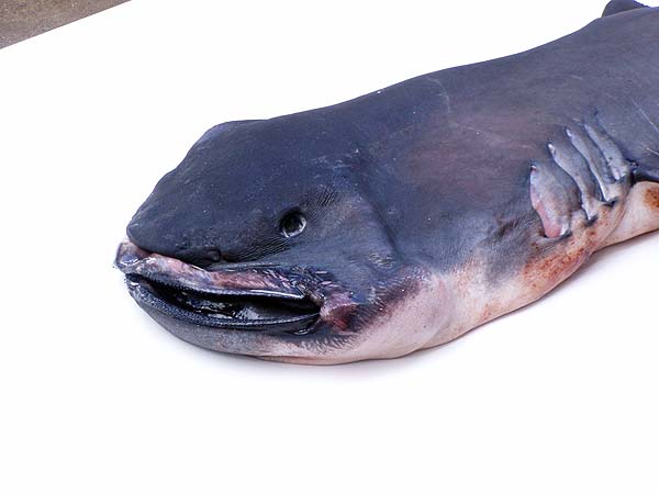 Megamouths – Discover Fishes