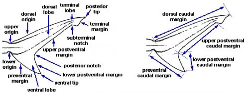 Shark Anatomy – Discover Fishes