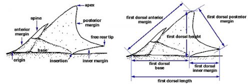Shark Anatomy – Discover Fishes