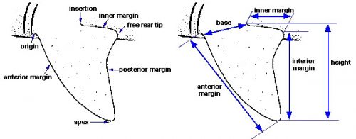 Shark Anatomy – Discover Fishes