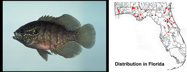 Freshwater Fish ID Guide – Discover Fishes