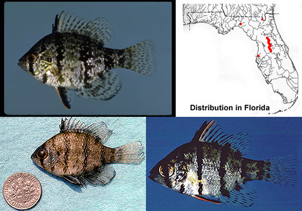 Freshwater Fish ID Guide – Discover Fishes