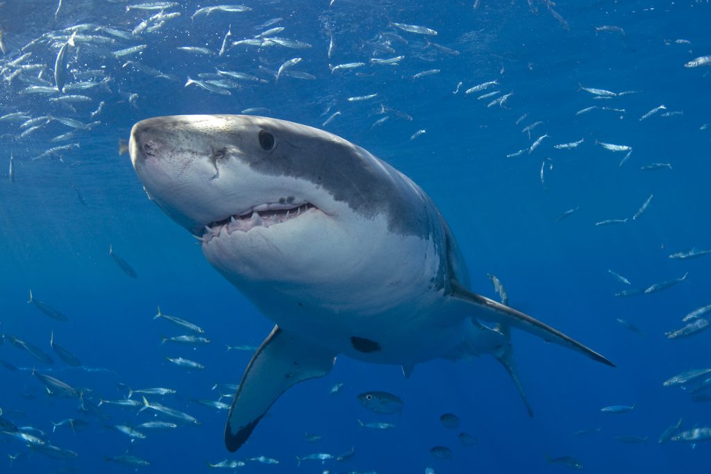White Shark – Discover Fishes