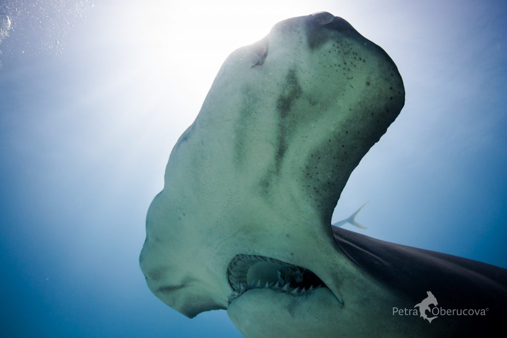 Great Hammerhead – Discover Fishes