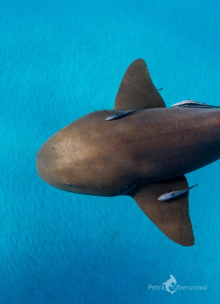 Nurse Shark – Discover Fishes
