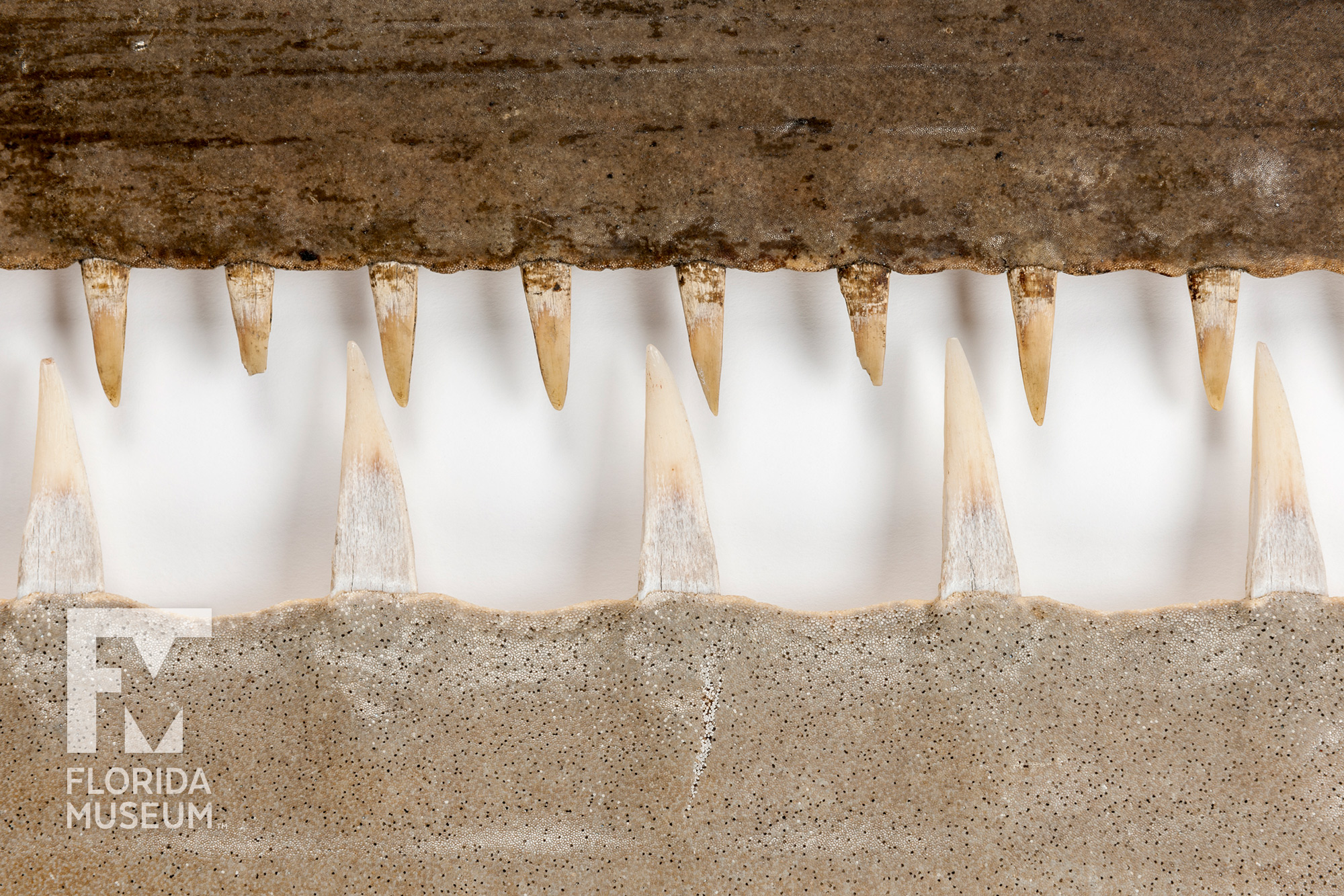 Sawfish Biology – Discover Fishes