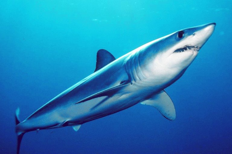 Shortfin Mako – Discover Fishes