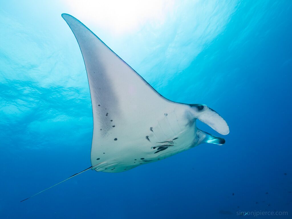 Learn About Skates & Rays – Discover Fishes