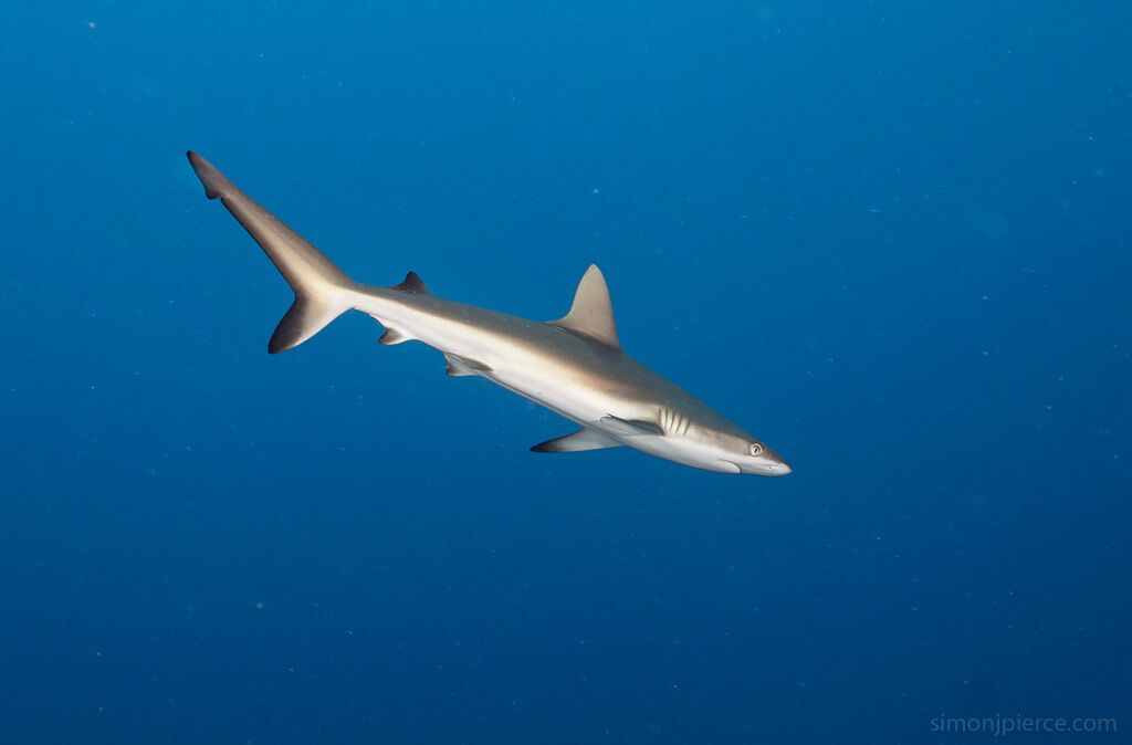 Grey Reef Shark – Discover Fishes