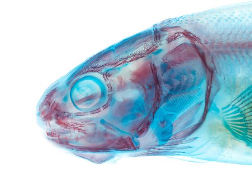 Related Museum Research – Discover Fishes